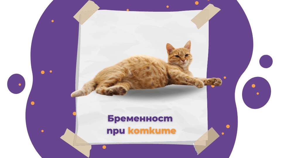 Бременност при котките – признаци, продължителност, етапи